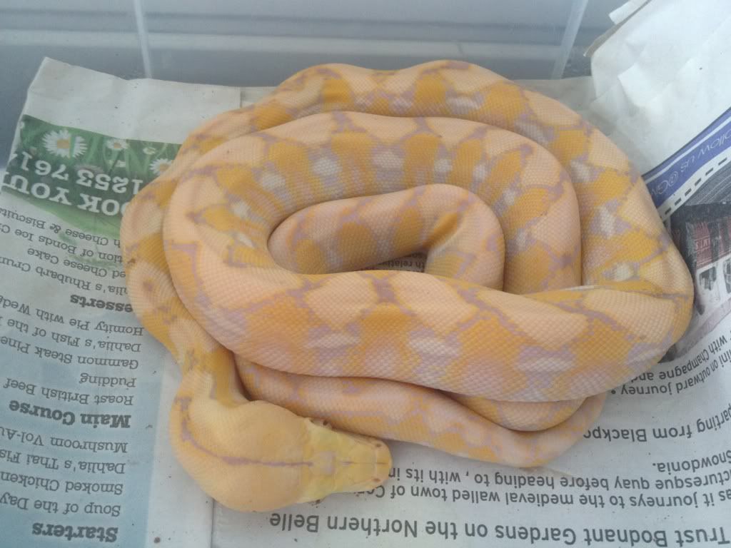 The Reticulated Python Thread | Page 261 | Reptile Forums