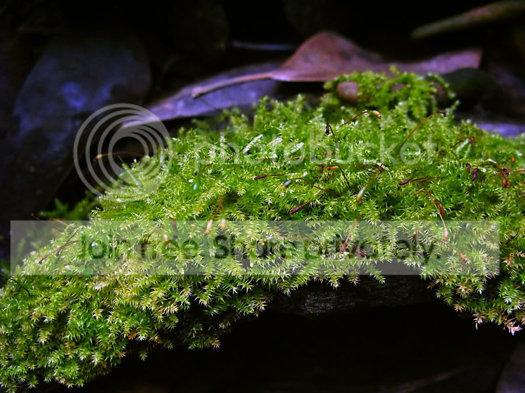 Opinions on the best vivarium moss? | Dendroboard
