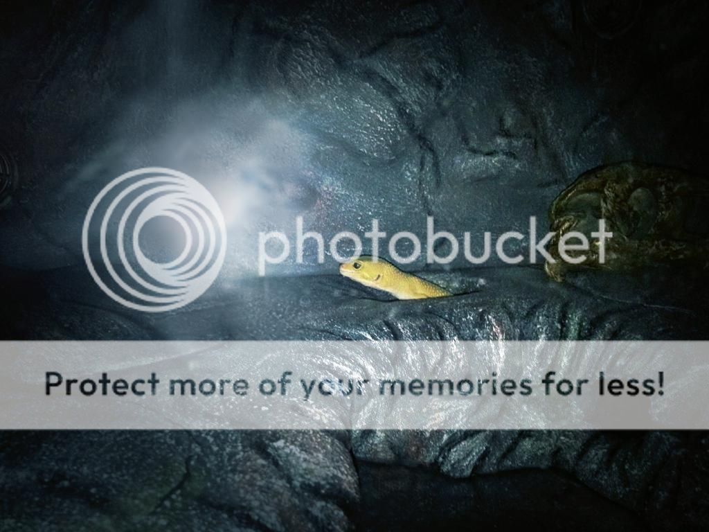 DIY Leopard Gecko Viv Project. | Reptile Forums