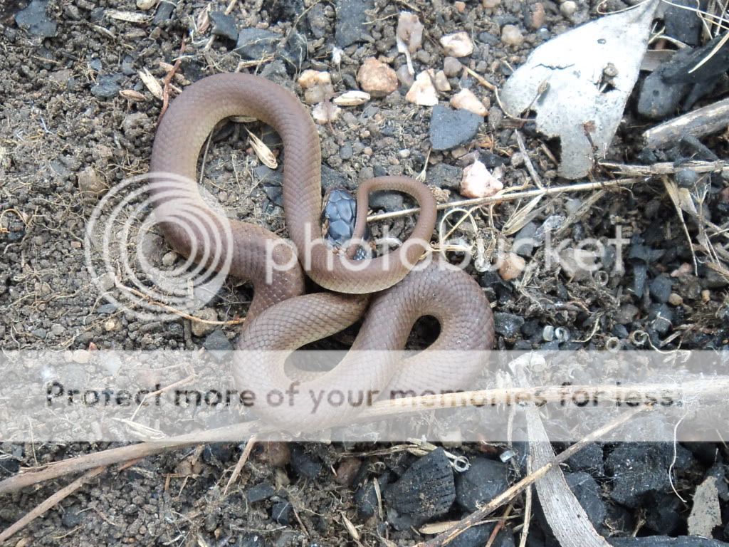 Baby brown, lil whips and 5 skink species :D | Aussie Pythons & Snakes ...