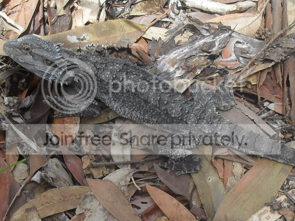 Please post pics of wild beardies here =) | Aussie Pythons & Snakes Forum
