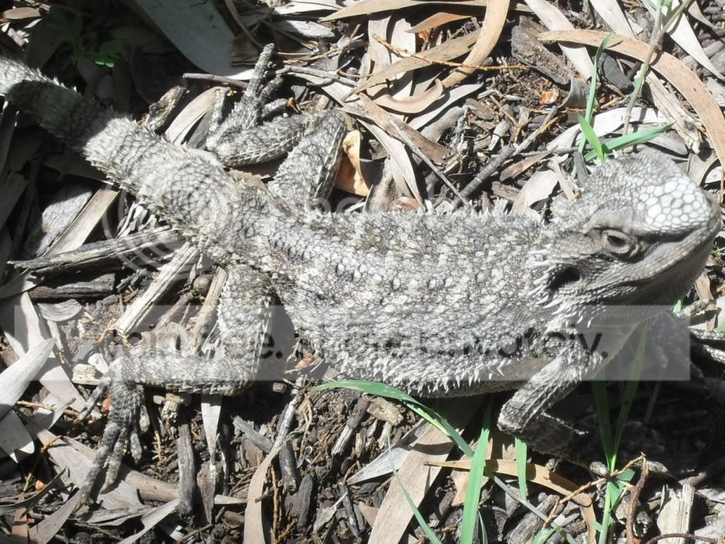 Please post pics of wild beardies here =) | Aussie Pythons & Snakes Forum